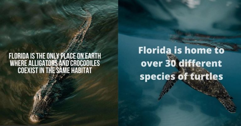 Florida Fun Facts - Florida Adventure Map