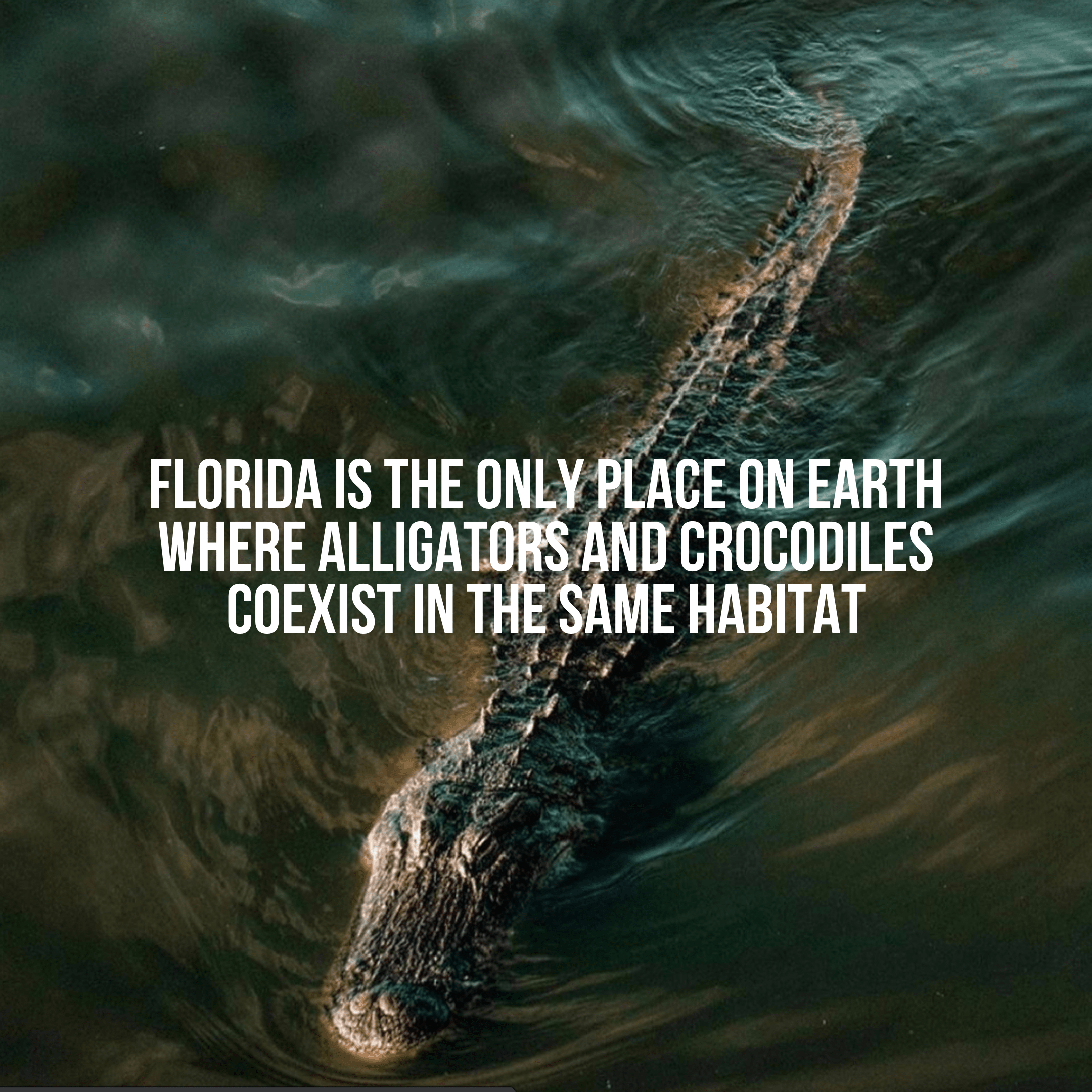 Florida Fun Facts - Florida Adventure Map